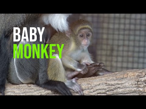 UPDATE: The Little De Brazza’s Monkey Now Has a Name!