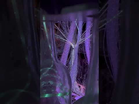 Inside the Light Towers at Sensorio, Paso Robles, CA