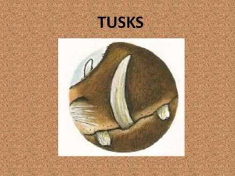 the Gruffalo Vocabulary