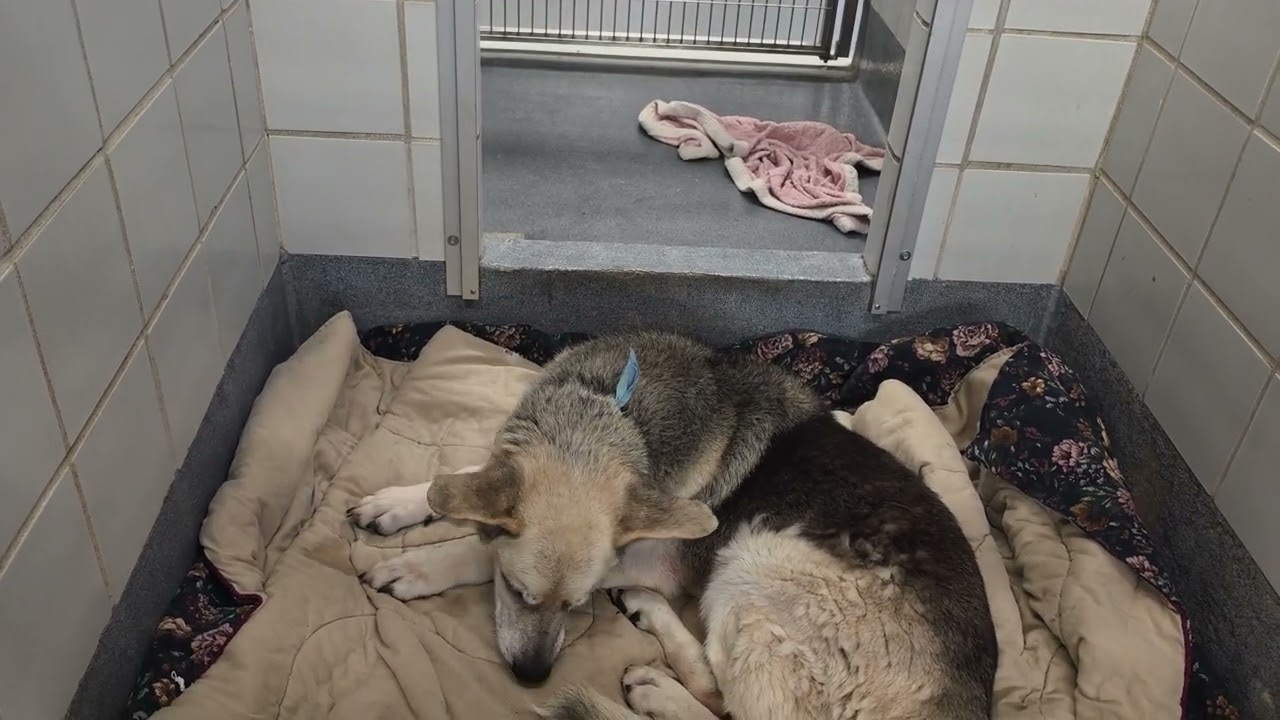 Acs A807480