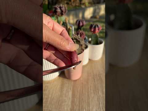 Let’s see inside a cactus seed pod 🌵how tiny the seeds🥰 #jardim #gymnocalycium #cactus #กระบองเพชร