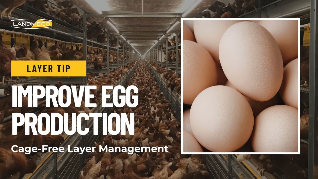 Layer Management Tips for Better Egg Production in Cage-Free Systems