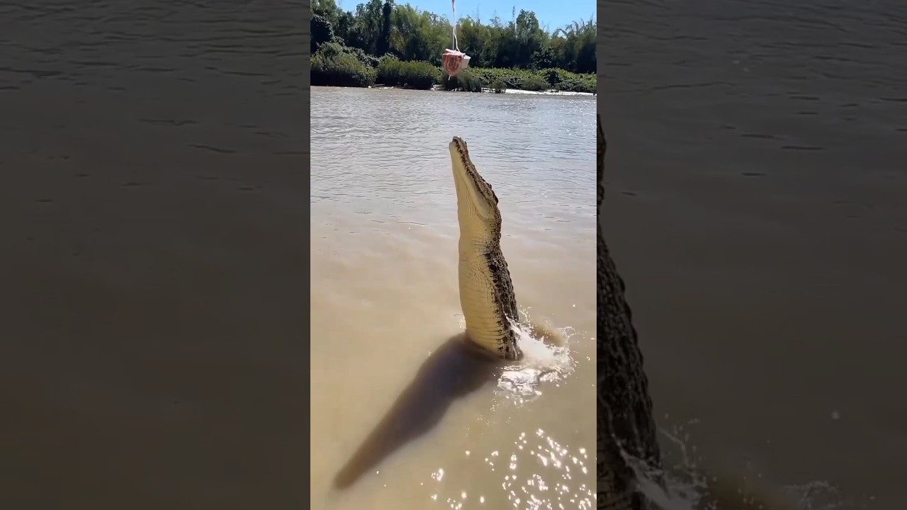 Gurjar rasiya | tractor video | Chambal magarmach ki video | Chambal crocodile video | Chambal video