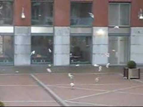 fluxus performance: flying mail / litsa spathi. 2008 | slowforward