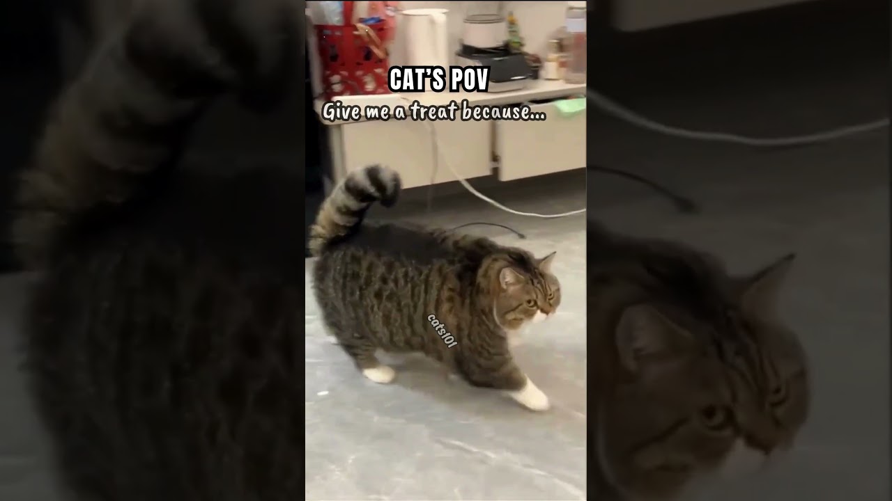 Fat Cat #catmeme