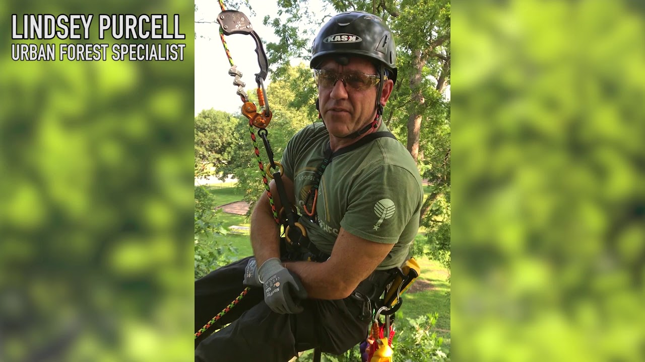 What is Urban Forestry? Do You Know?