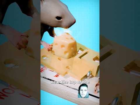 Mouse Trap explained ๐ญ