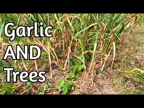 Garlic Guild - Tree Nursery and Garlic Production!