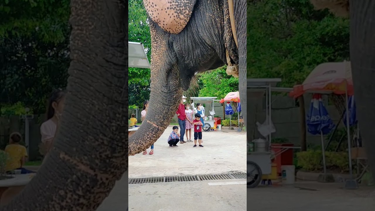 how Breasts elephant look like?