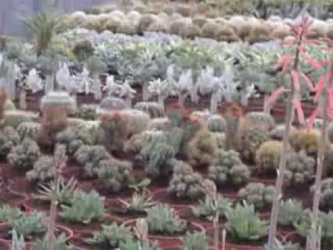 Le temple du cactus – CACTUS