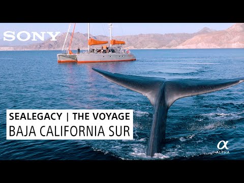 SeaLegacy | The Voyage Takes on Baja California Sur