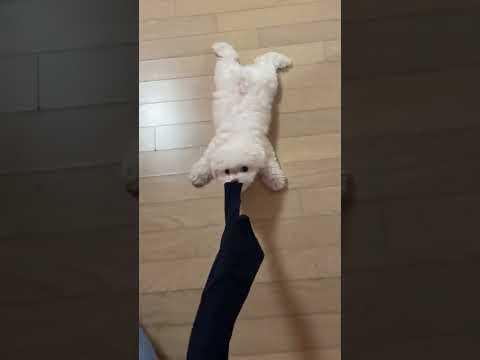 bichon frise dogs are cute and funny ❤️