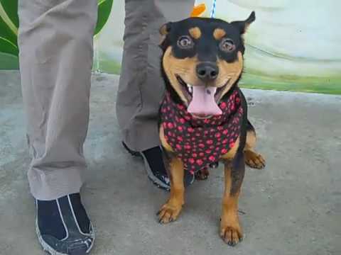 A4123989 Bart