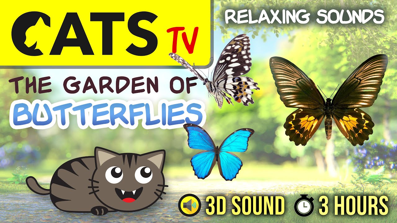 GAME FOR CATS -  Butterflies compilation 🦋 Relaxing Sounds 🐦🎶 [CATS TV] 3 HOURS