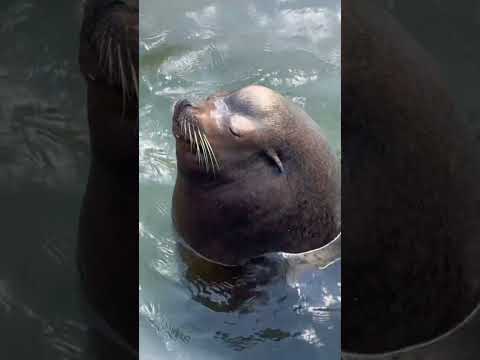 “Sea Lion Says ‘Hello’ in the Cutest Way!”