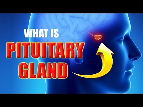 What is Pituitary Gland (Hypophysis) - Anatomy and Function