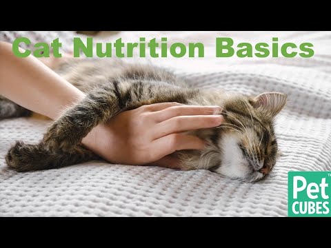 Cat Nutrition Basics: cat food pros and cons, picky cats, obesity and do cats really love fish?