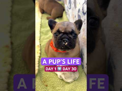 A PUP’S LIFE: Day 1 ➡️ Day 30 #dog #babyanimal #puppy #puppies #dogs #cute #hearttouching