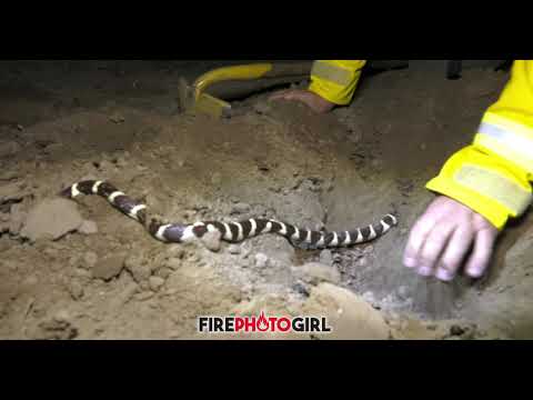 564 Fire Snake Save! Mineral Fire
