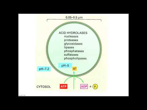 Intracellular Membranes Part 6