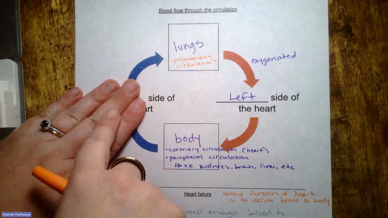 HCR 240: Module 3 Class Assignment for 11/11