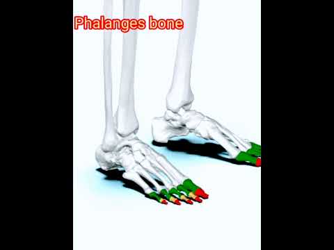 3D structure of Phalanges bone 🦴 #anatomy_physiology #skeletalsystem #shortsvideo #doctorsahabji