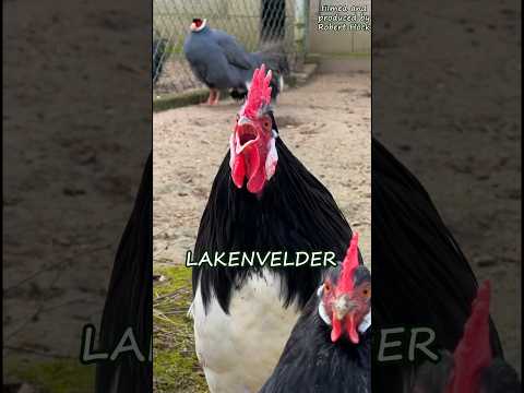 Battle of the crowing roosters! With 17 different, fancy chicken breeds #rooster #backyardchickens