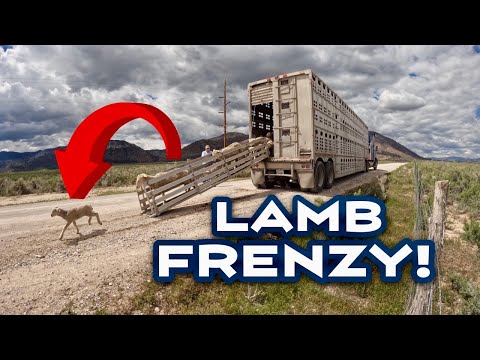 Hauling Lambs to Green Pastures: Spring Trucking Gets Real