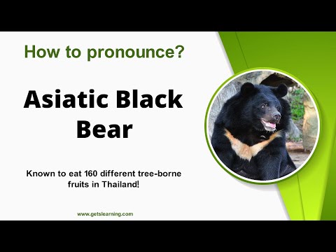 How to pronounce (Asiatic Black Bear) Correctly in English