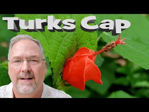 Turks Cap Makes for a Beautiful Mass Under-Story Planting