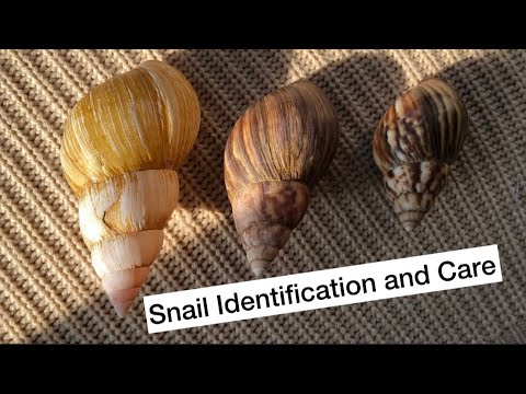 Different types of Giant African Land Snails