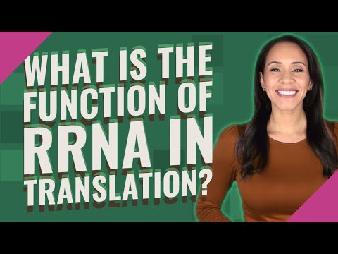 What is the function of rRNA in translation?