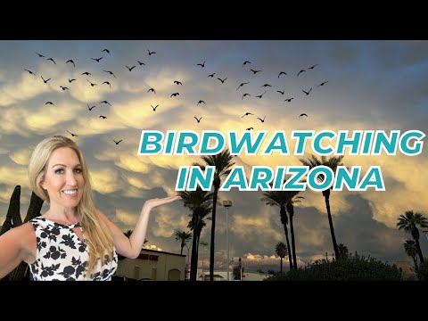 Is Arizona a Good Place for Birding? | Living in Arizona