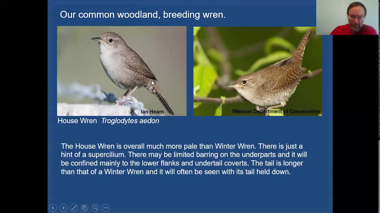 Mini-Tutorial: The Wrens