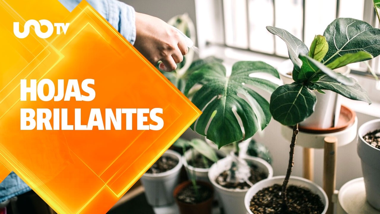 How to make plant leaves shine?