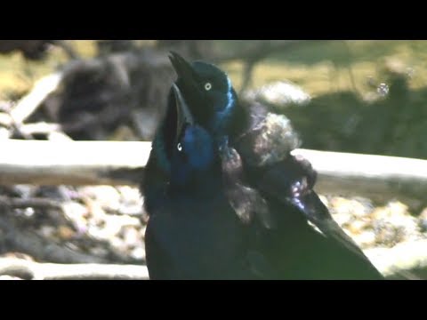 Common grackle bird call sounds and courtship display