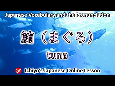 鮪 (まぐろ、マグロ、maguro) | tuna | Japanese Vocabulary and the Pronunciation