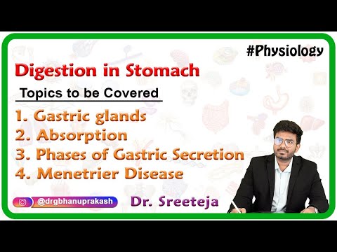 Digestion In Stomach: Gastric glands, Absorption, Phases of gastric secretion, Menetrier disease