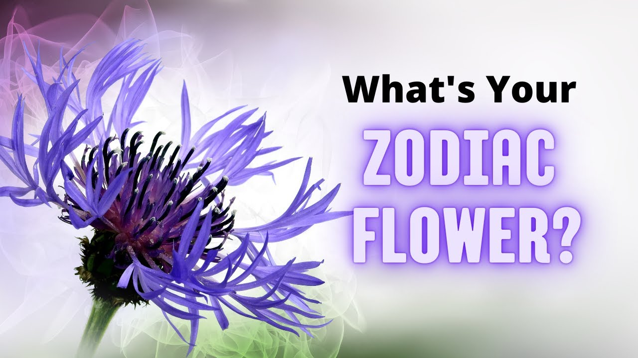 Zodiac Flowers - What Does Your Zodiac Sign Flowers Say About You?