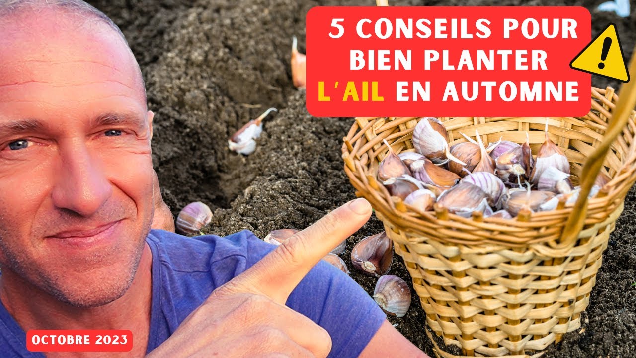 5 conseils pour bien planter l'ail cet automne #potager