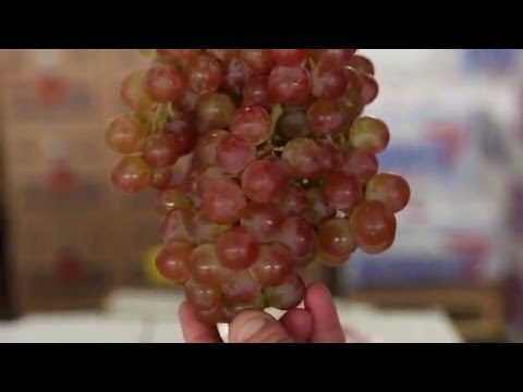 Smitten Apples & Muscat Seedless Grapes | Shasta Produce