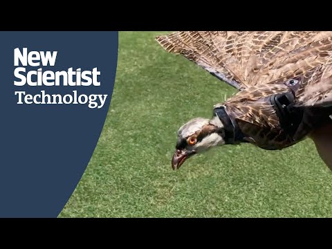 Scientists Are Turning Dead Birds Into Drone Zombies