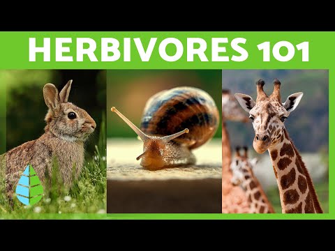 What are HERBIVOROUS ANIMALS? 🌿🐴 Definition, Types, and Examples