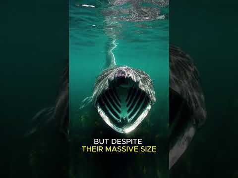Basking Shark -- Silant Giant