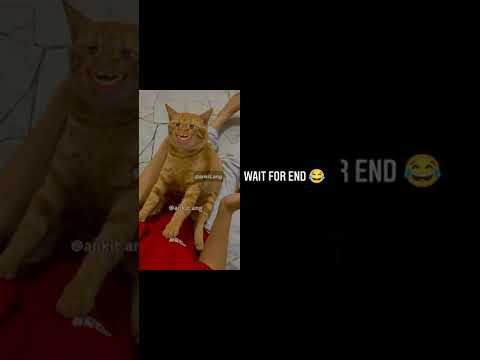 cat abuse meme š¤£š¤£#memes #instagram #thuglife #dankmemes #shorts