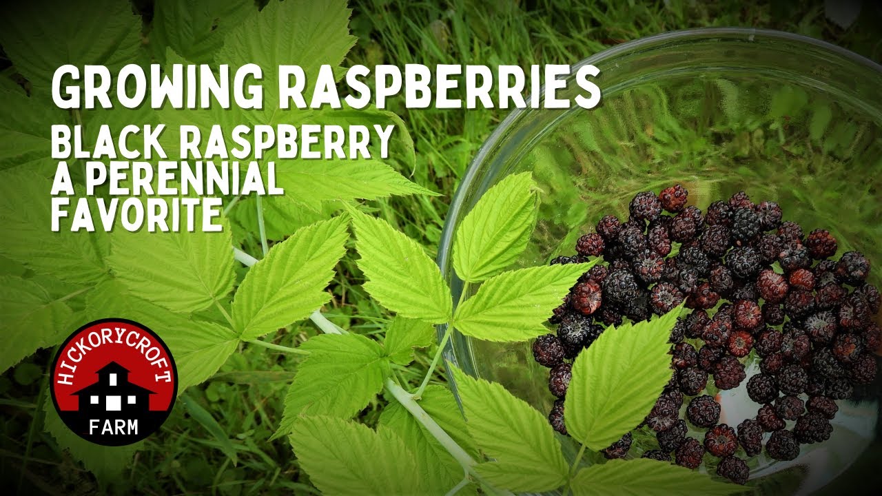 Growing raspberries | Black Raspberry | Rubus occidentalis | a perennial favorite