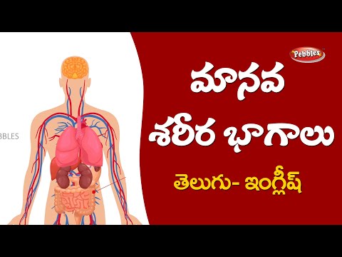 Parts of The #Body in English - Telugu | Human Body Parts Names | మానవ శరీర భాగాల పేర్లు
