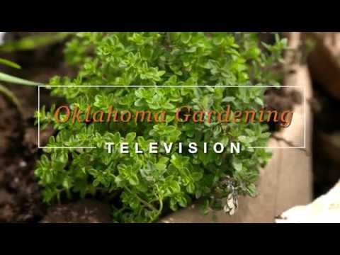 Time to put Thyme in your Garden! Top 5 Herbs