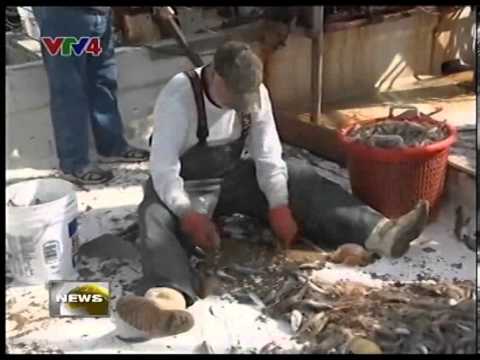 US imposes anti-subsidy duties on Vietnamese shrimp - Source VTV