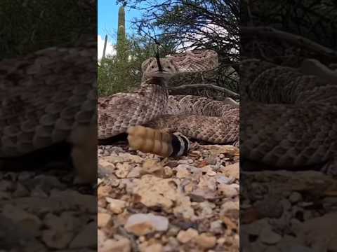 rattlesnake sound 🐍 🐍 #very #nice #snake #sound. RSP Express